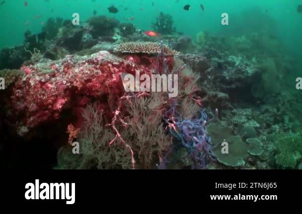 Experience beauty of underwater view of fish and corals in Maldives ...