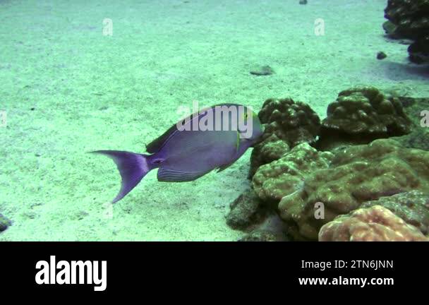 Fish Naso lituratus, also known as Orangespine Unicornfish on seabed ...