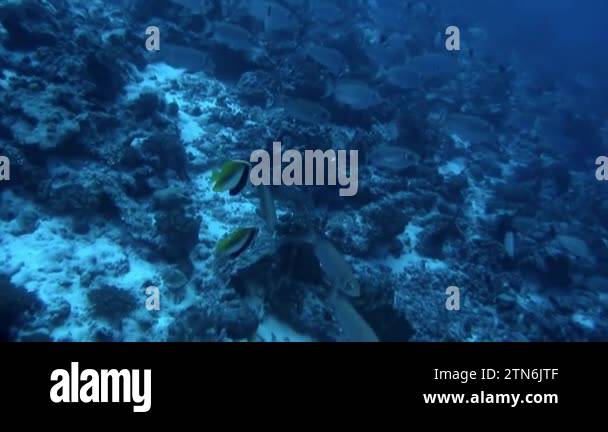 Underwater view of school of fish is breathtaking display of nature ...