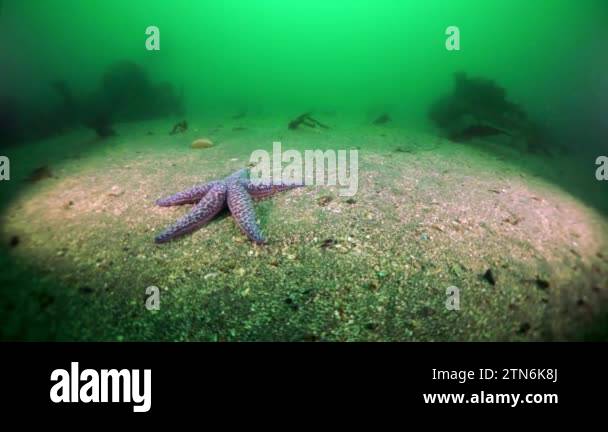 Underwater thickets of seaweed kelp. Fish and Diving in Sea of Okhotsk ...