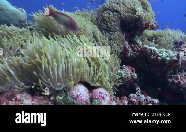 Polyp structure Stock Videos & Footage - HD and 4K Video Clips - Alamy