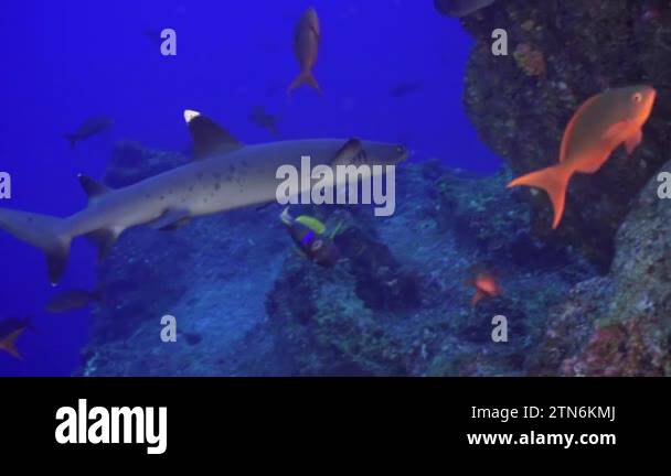 Coral reef fish costa rica Stock Videos & Footage - HD and 4K Video ...