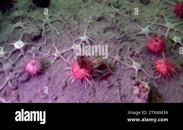 Underwater video in cold clear water of the Southern Ocean in ...