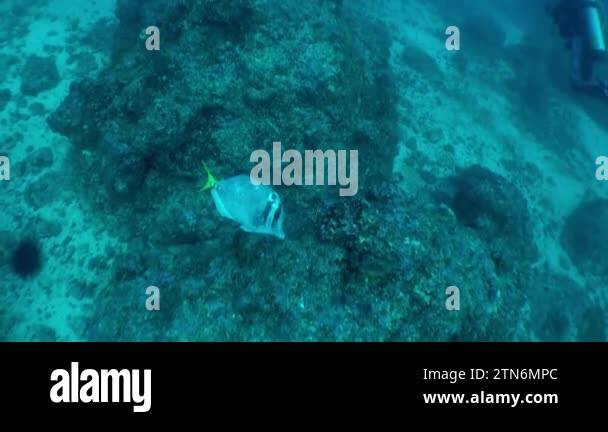 Coco islands treasure Stock Videos & Footage - HD and 4K Video Clips ...