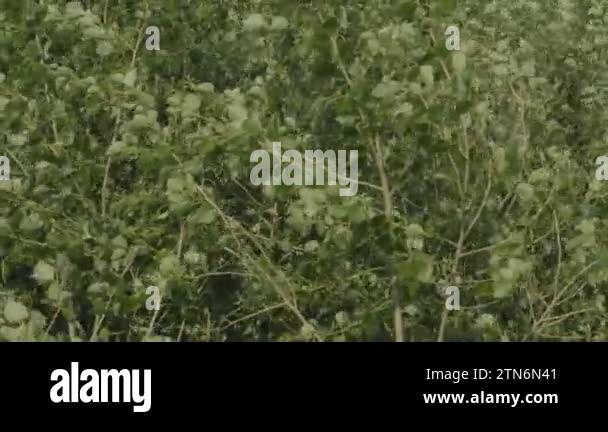 Japanese fast-growing poplar Populus nigra x Populus maximowiczii Stock ...