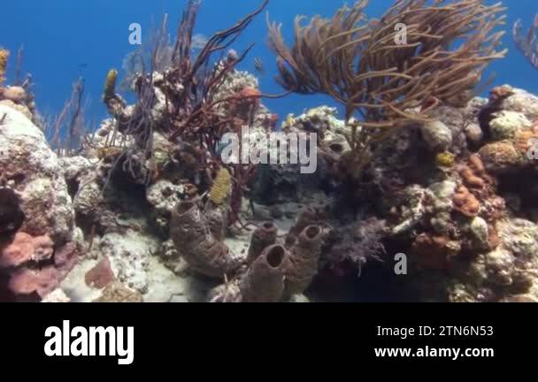 Beautiful coral reef with amazing fish in underwater world of Caribbean ...