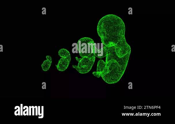 3D human Embryo rotates on black bg. The development of the human ...