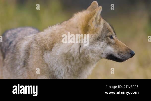 Beautiful female timber wolf Stock Videos & Footage - HD and 4K Video ...