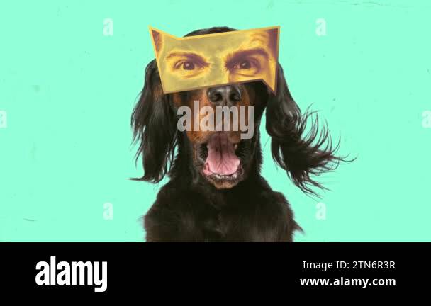 Dog with open mouth and male eyes parts expressing anger and irritation ...