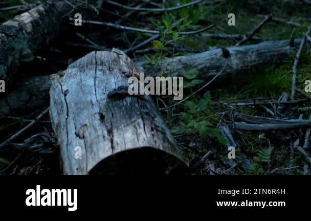 deforestation amazon rainforest forest global warming video 4k Stock ...