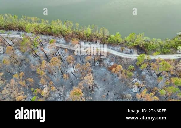 Charred dead vegetation burnt down after wildfire destroyed Florida ...