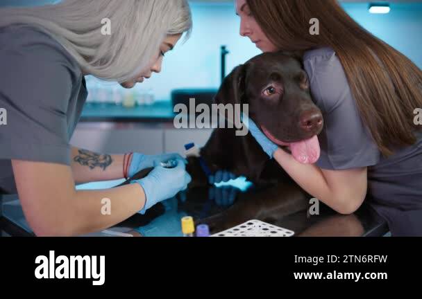 Vet laboratory Stock Videos & Footage - HD and 4K Video Clips - Alamy