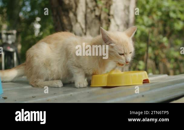 A red-furred cat roams the streets, its adorable demeanor drawing the ...