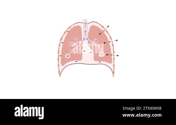 Human Respiratory System Lungs Anatomy Animation Concept.Respiratory physiology. Pulmonary ...