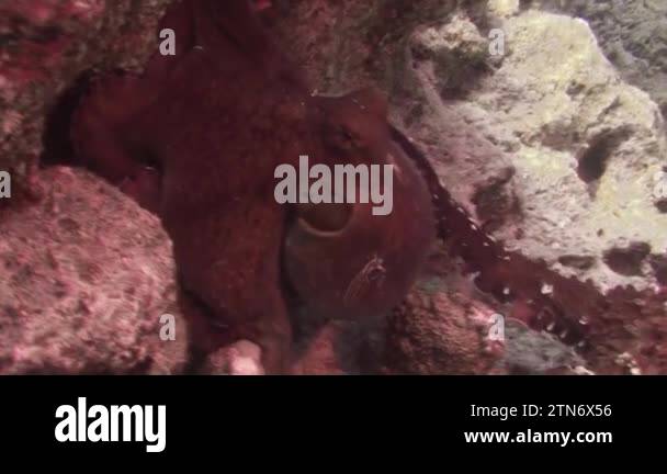 Fascinating octopuses in underwater ocean on coral reef. Octopus has ...