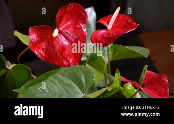 Red arum Stock Videos & Footage - HD and 4K Video Clips - Alamy