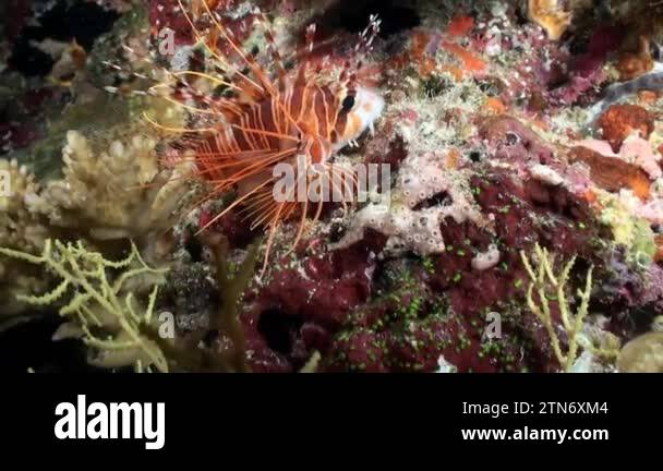 Sea lily on background red corals underwater in Red Seas. Swimming in ...
