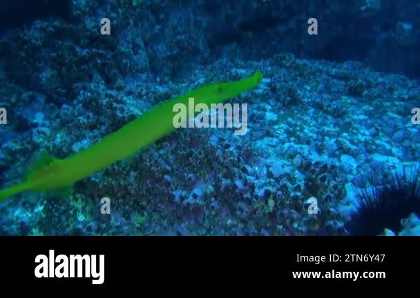 Fish congregating around coral structure in Isla Del Coco. Coral reefs ...