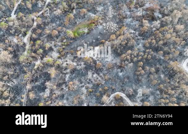 Devastated forest ground covered with ash layer and charred dead ...
