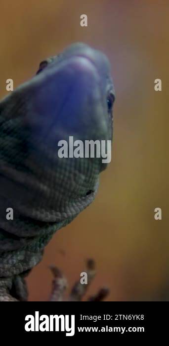 varanus exanthematicus Savannah monitor lizards are robustly built ...