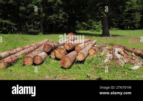 deforestation forest logging climate change rainforest video 4k Stock ...