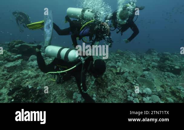 Slow motion shot Diver on background School of fish underwater ...