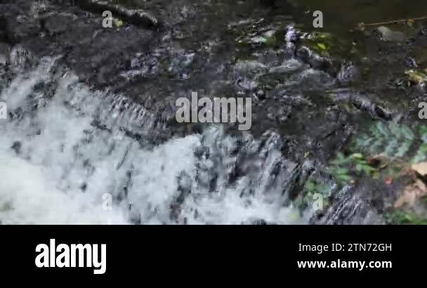 A river of Todoroki valley in Tokyo in summer telephoto shot. High ...