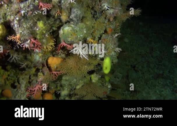 Underwater world of French Polynesia is kaleidoscope of colors and ...