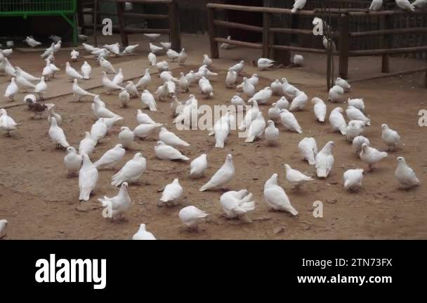Group of dove Stock Videos & Footage - HD and 4K Video Clips - Alamy