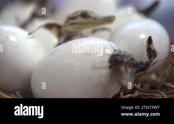 Alligator egg hatching Stock Videos & Footage - HD and 4K Video Clips ...