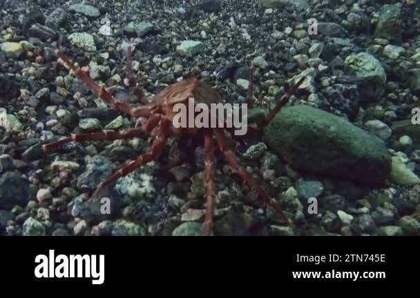Underwater video in cold clear water of the Southern Ocean in ...