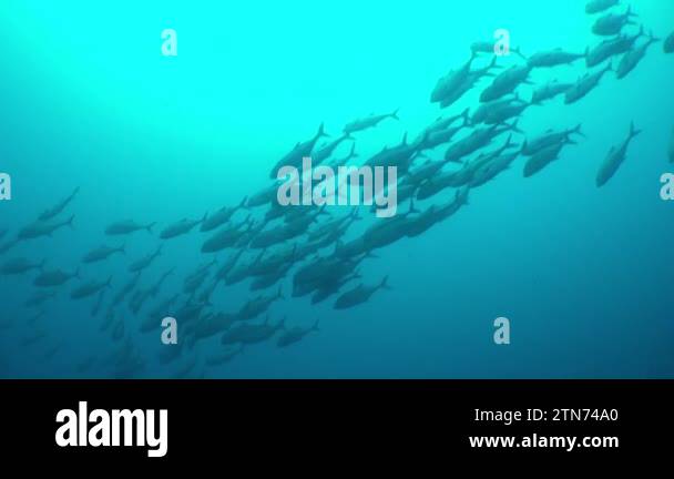 School of fish past us, their scales glinting in sunlight, in Isla del ...