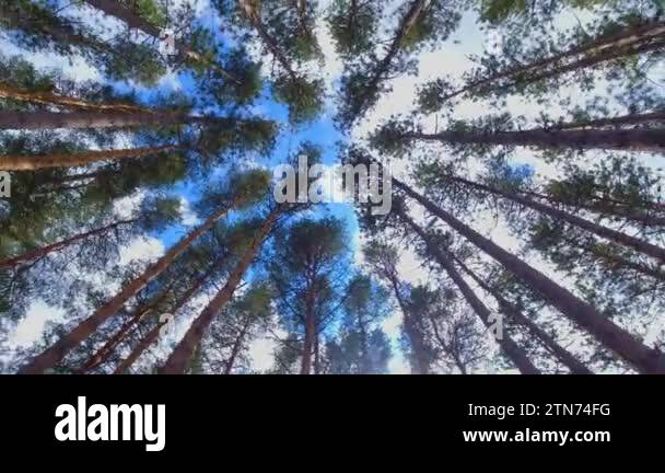 Spinning and rotation looking up under pine and fir trees forest ...