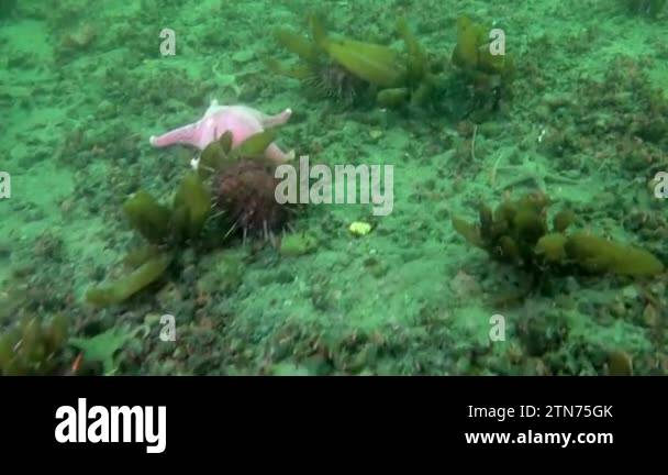 Underwater video in cold clear water of the Southern Ocean in ...