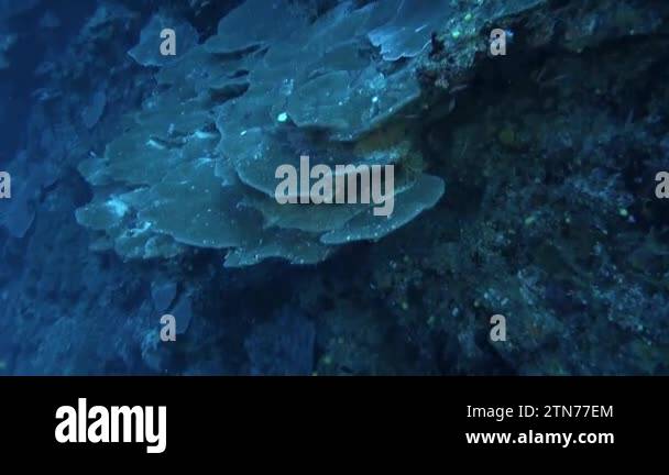 French Polynesia coral reefs natural wonder that are both beautiful and ...