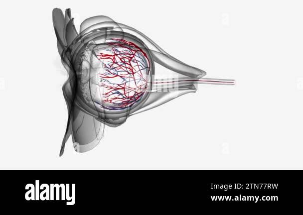 Eye Anatomy Blood Vessels 3d medical Stock Video Footage - Alamy