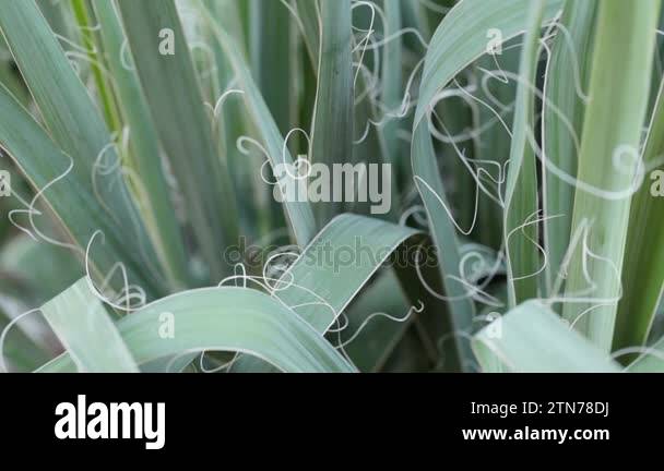 Plant appendage Stock Videos & Footage - HD and 4K Video Clips - Alamy