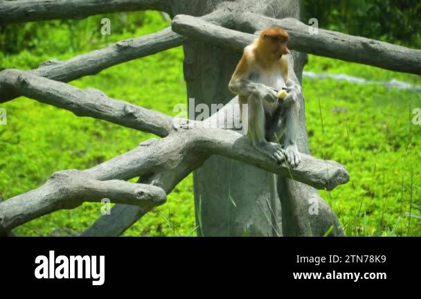 Monkey proboscis eat food. Borneo. Monkey proboscis male in natural ...