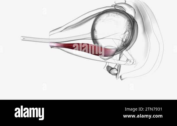 The medial rectus is an adductor, and functions along with the lateral ...