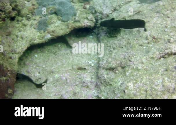 Channel catfish swims under coral underwater. Coral reefs have been ...