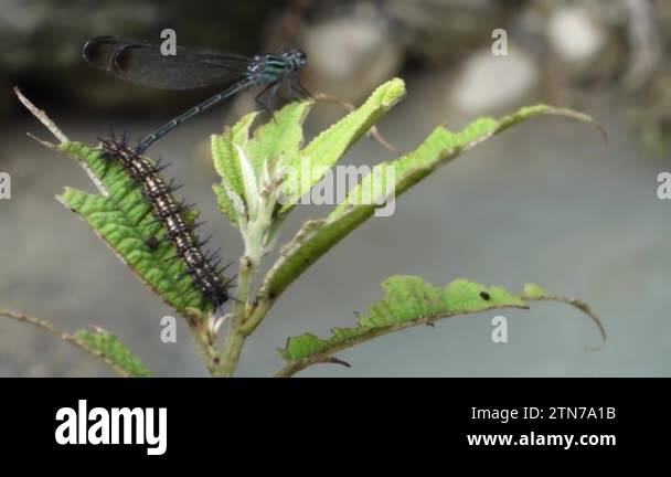 Himalayas insects Stock Videos & Footage - HD and 4K Video Clips - Alamy