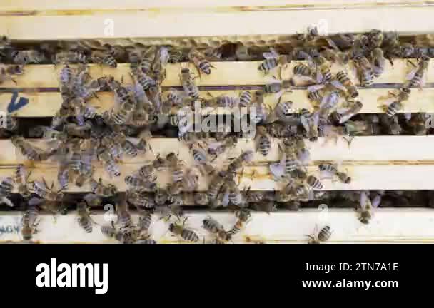 Honey processing Stock Videos & Footage - HD and 4K Video Clips - Alamy