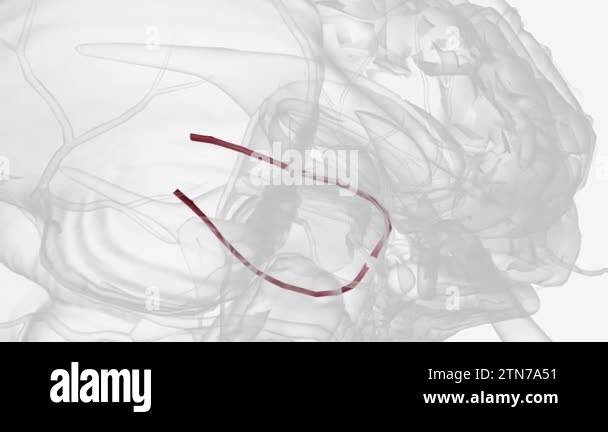 Vena cerebral Stock Videos & Footage - HD and 4K Video Clips - Alamy