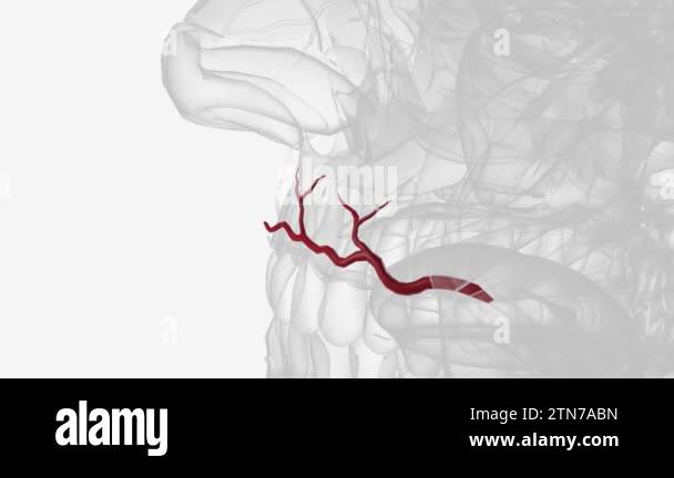 The superior labial artery (superior labial branch of facial artery) is ...