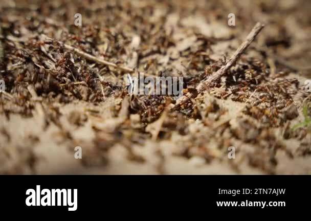Observing insects Stock Videos & Footage - HD and 4K Video Clips - Alamy