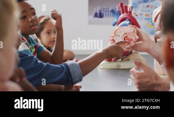 Diverse male teacher and happy schoolchildren studying model of human ...