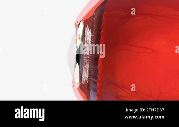 The cornea is the transparent front part of the eye that covers the ...