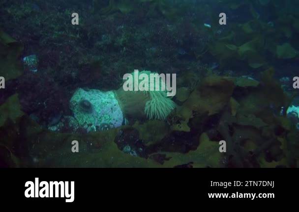Underwater video in cold clear water of the Southern Ocean in ...