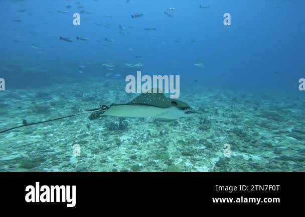 Ray migration Stock Videos & Footage - HD and 4K Video Clips - Alamy