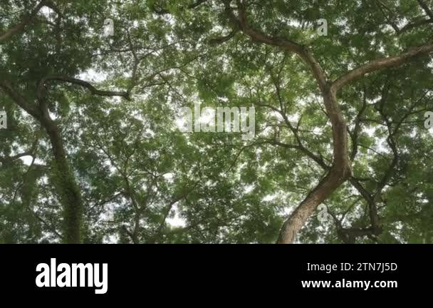 Canopy branch Stock Videos & Footage - HD and 4K Video Clips - Alamy